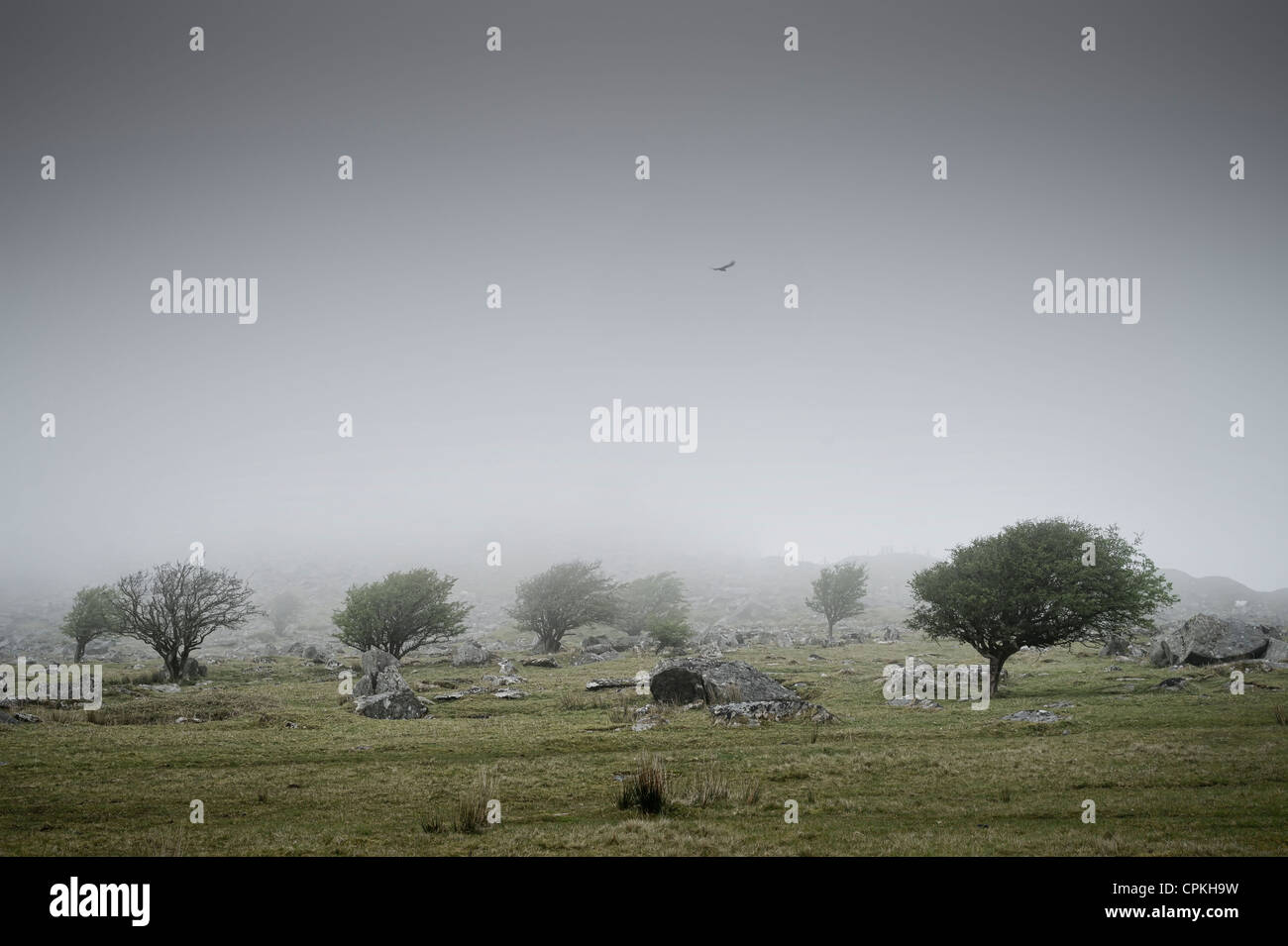 Bodmin Moor in Cornwall landscape Stock Photo - Alamy