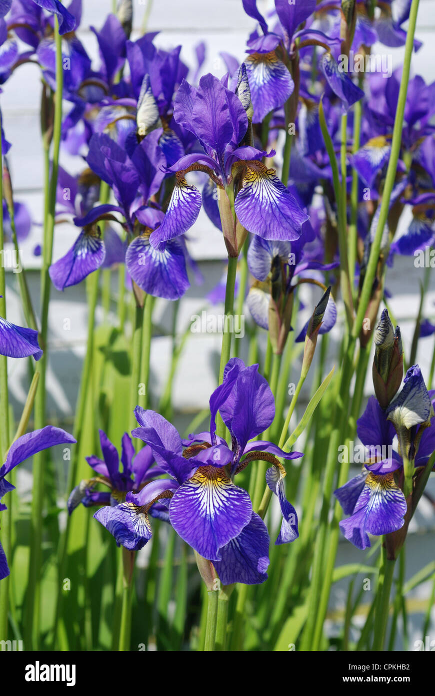 Nice spring flowers - Iris Stock Photo - Alamy