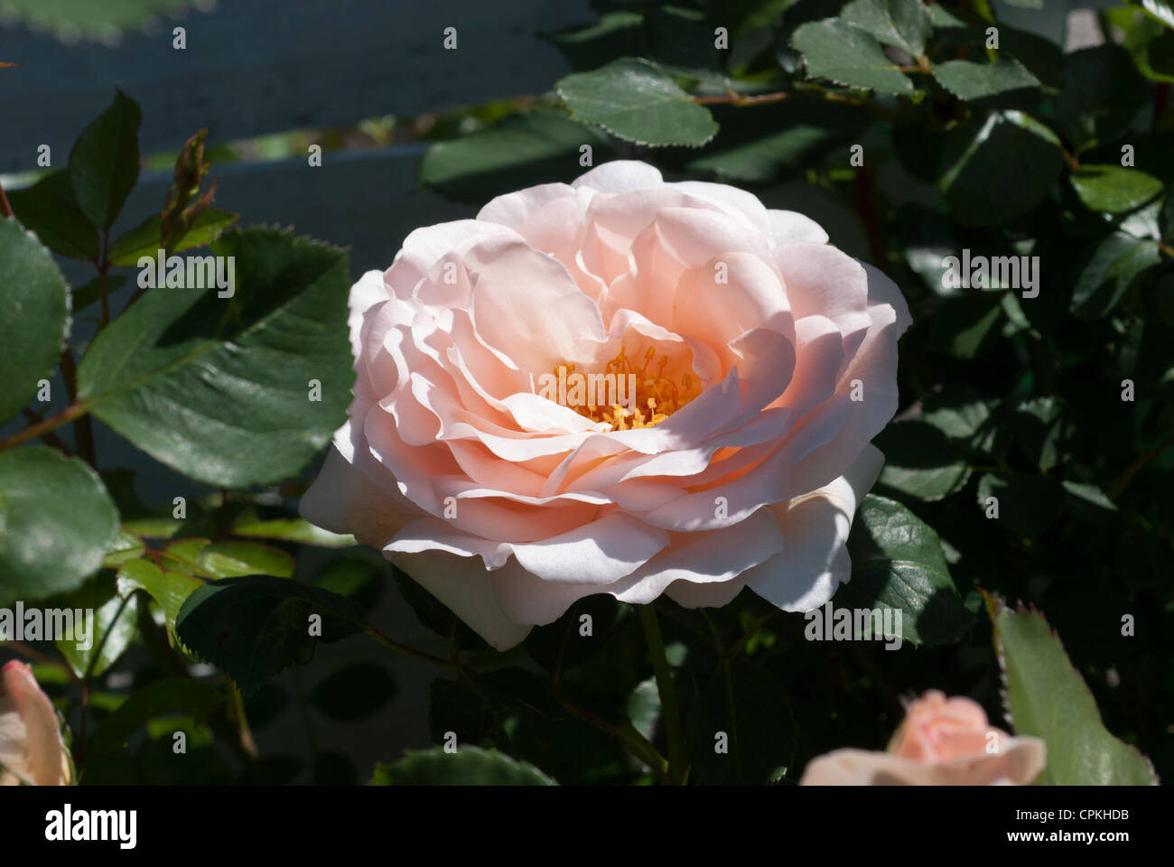 One big delicate pink rose Stock Photo - Alamy