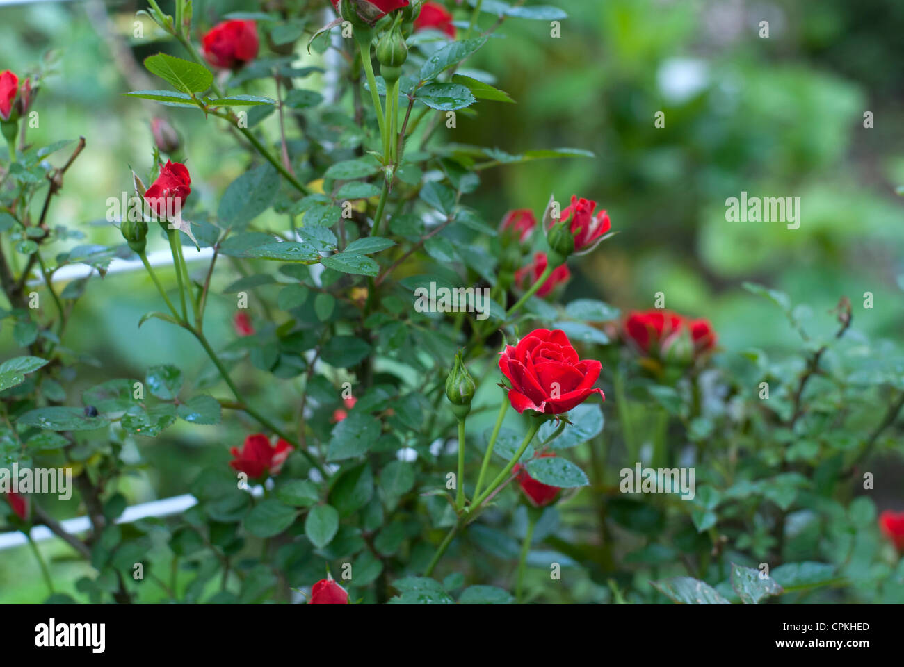 Small tea roses in the garden Stock Photo - Alamy