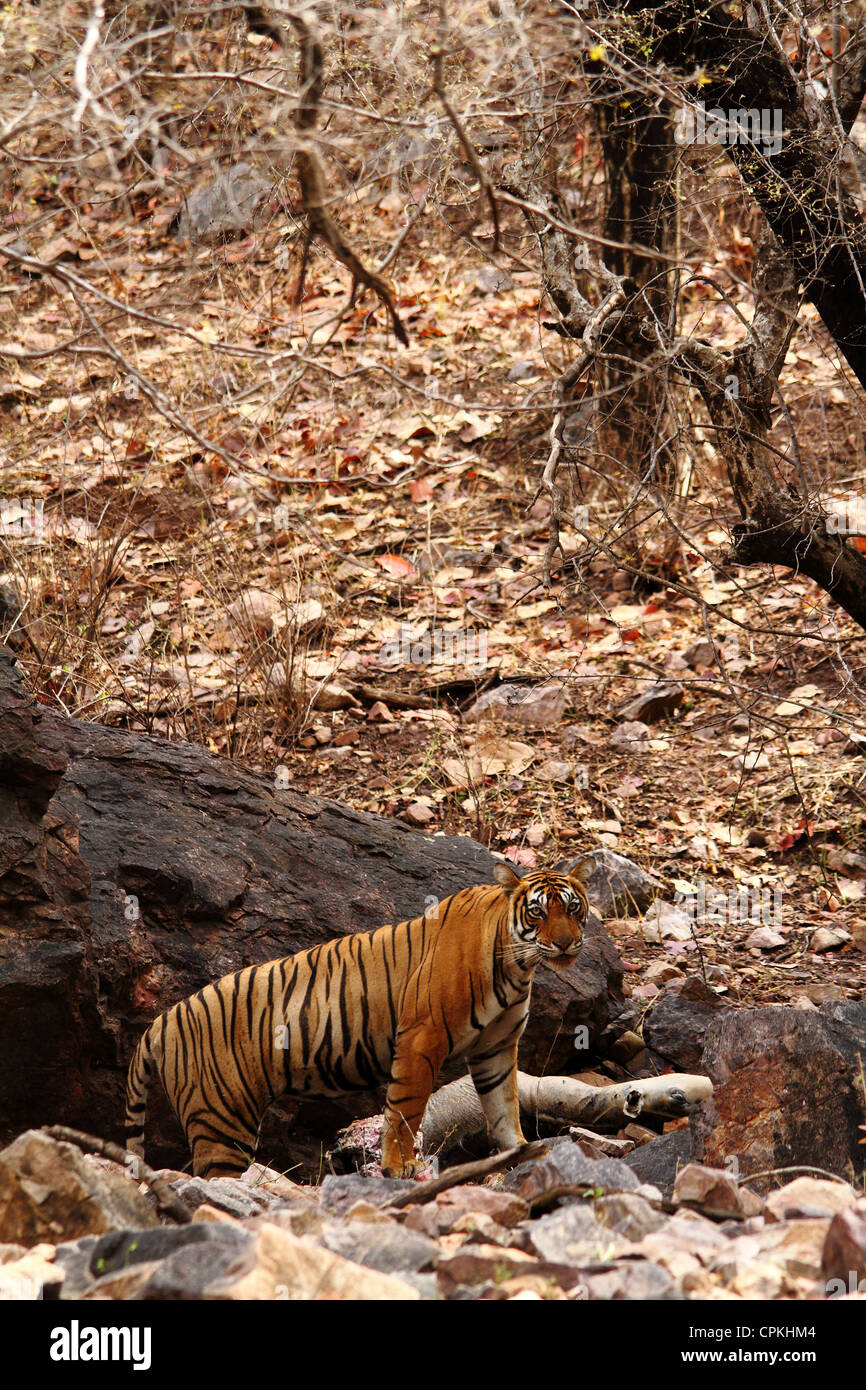 Tiger kill hi-res stock photography and images - Alamy