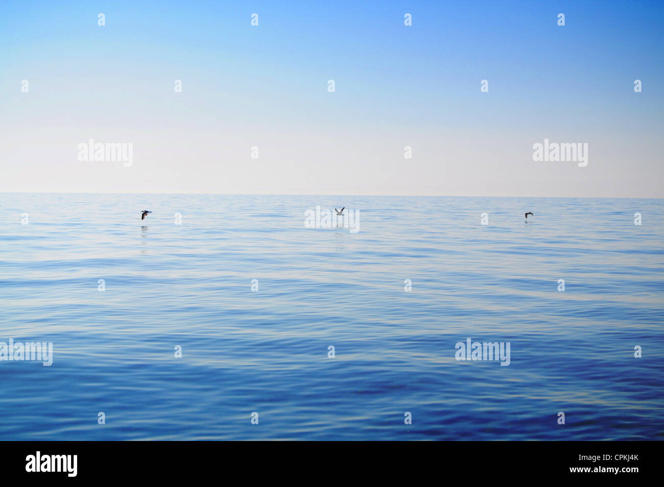 Three seagulls flying over calm sea and clowdless sky Stock Photo - Alamy