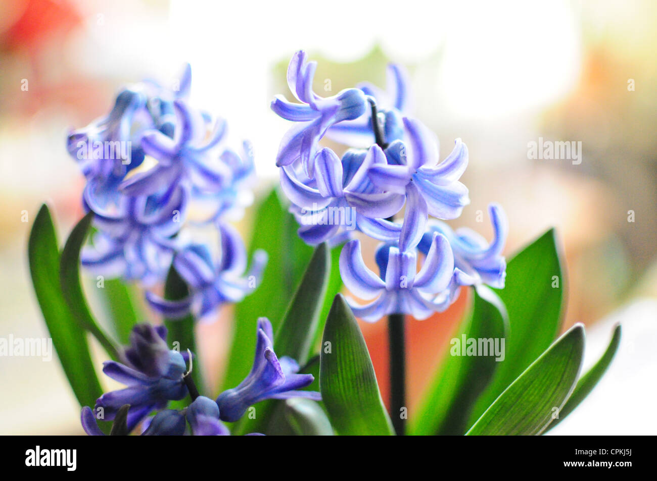 Closeup of beautiful blue blossoming hyacinth flower Stock Photo - Alamy