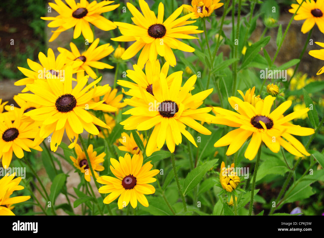 Beautiful bright yellow garden flowers blooming Stock Photo - Alamy