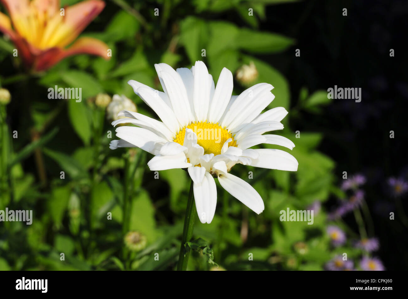 Single white daisy flower hi-res stock photography and images - Alamy