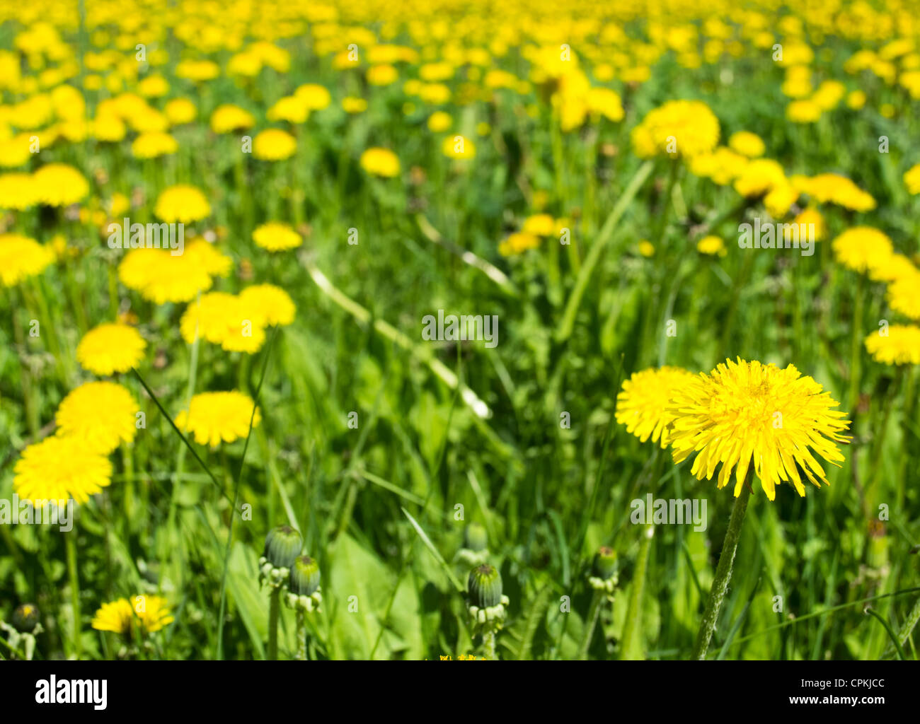 Dandelion plant hi-res stock photography and images - Alamy