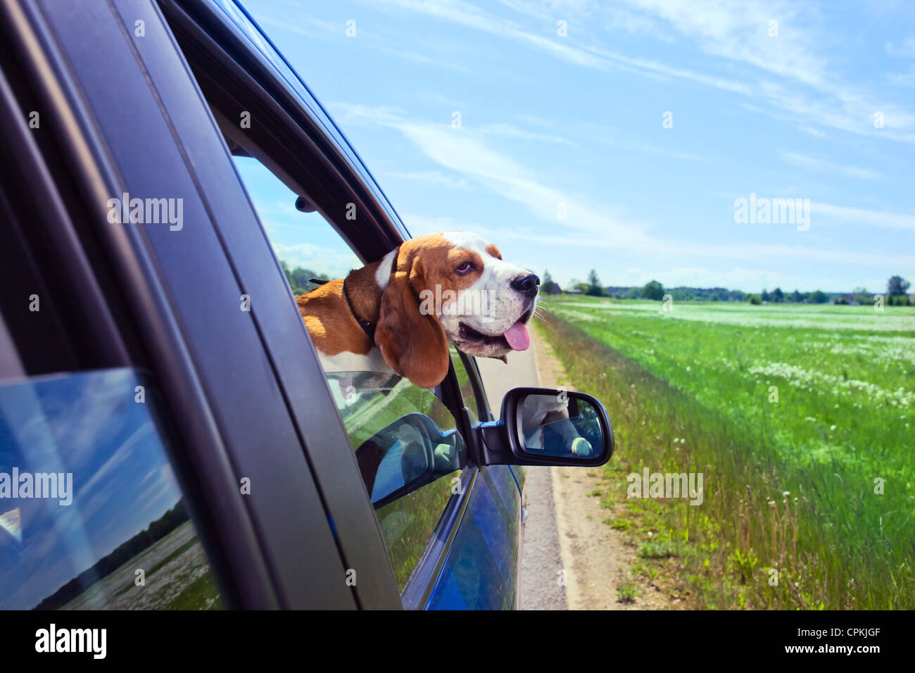 The cute beagle travels in the blue car Stock Photo - Alamy