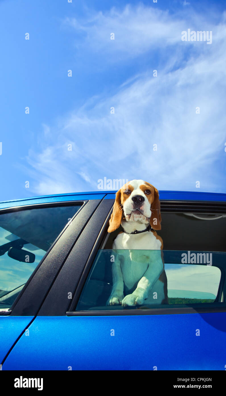 The cute beagle travels in the blue car Stock Photo - Alamy