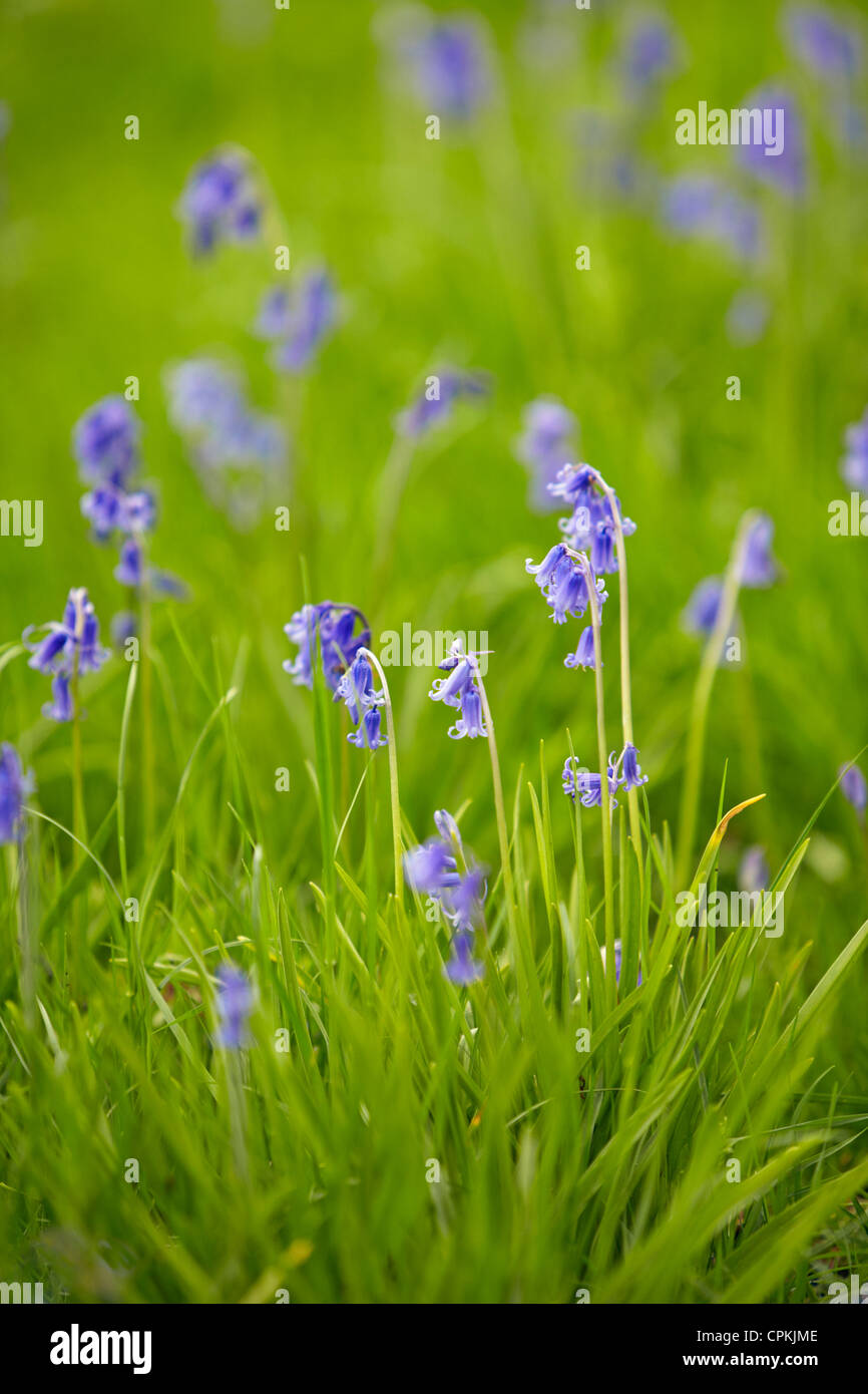 Surrey bluebell meadow Stock Photo - Alamy