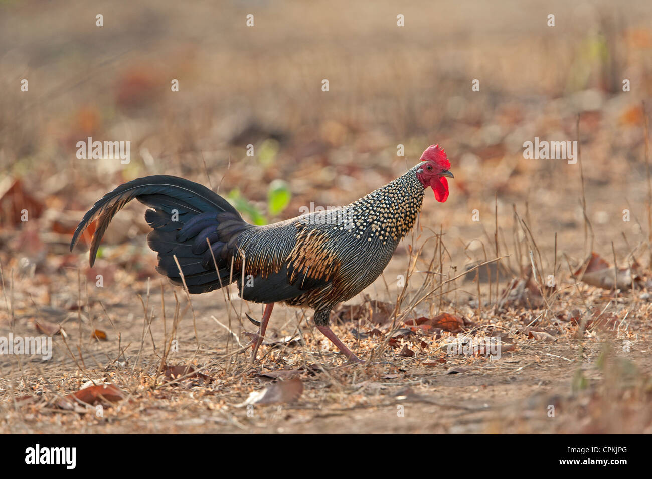 Grey junglefowl gallus sonneratii hi-res stock photography and images ...
