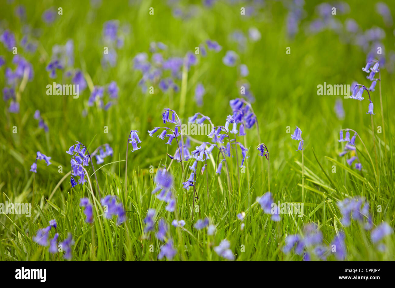 Surrey bluebell meadow Stock Photo - Alamy