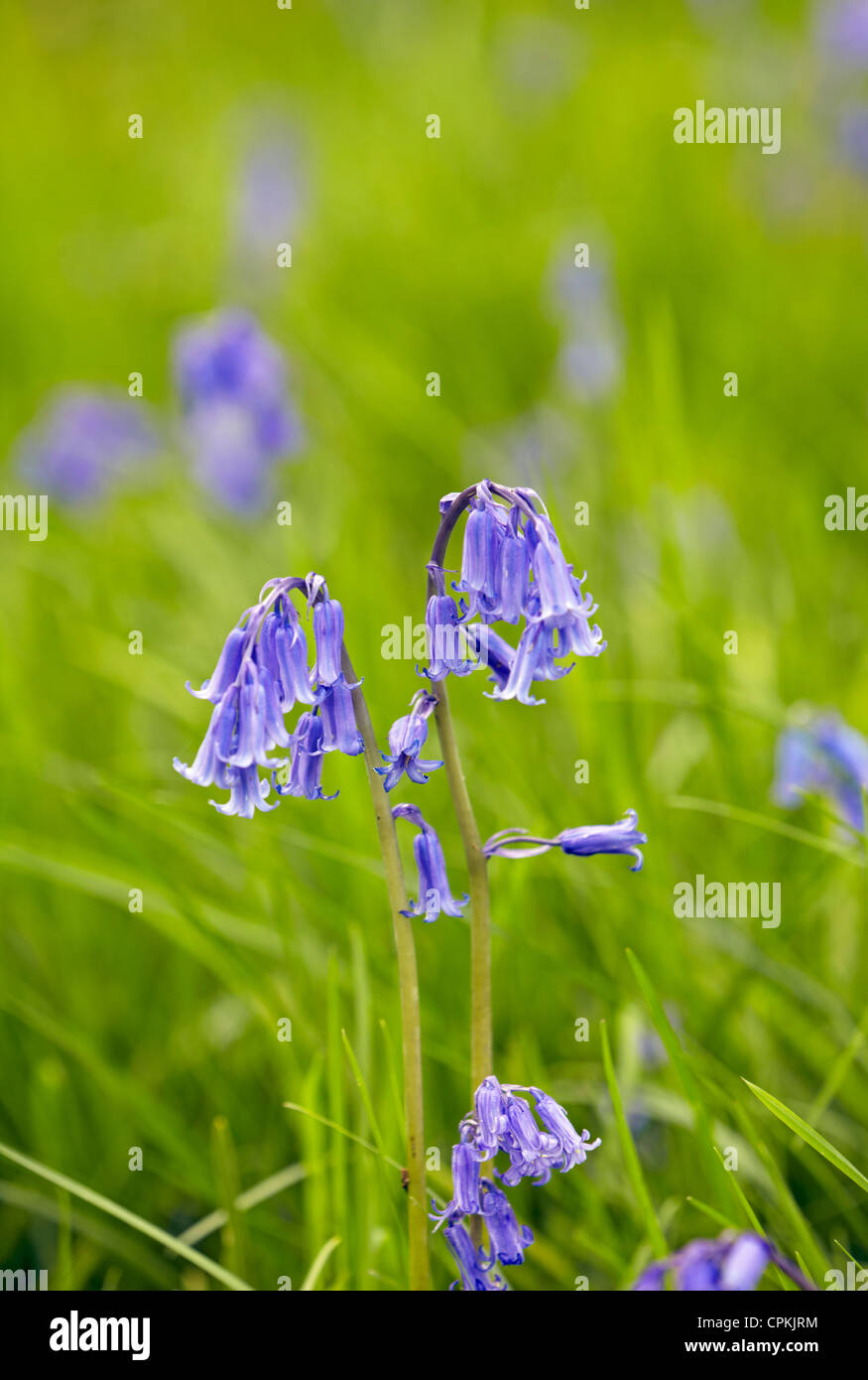 Surrey bluebell meadow Stock Photo - Alamy