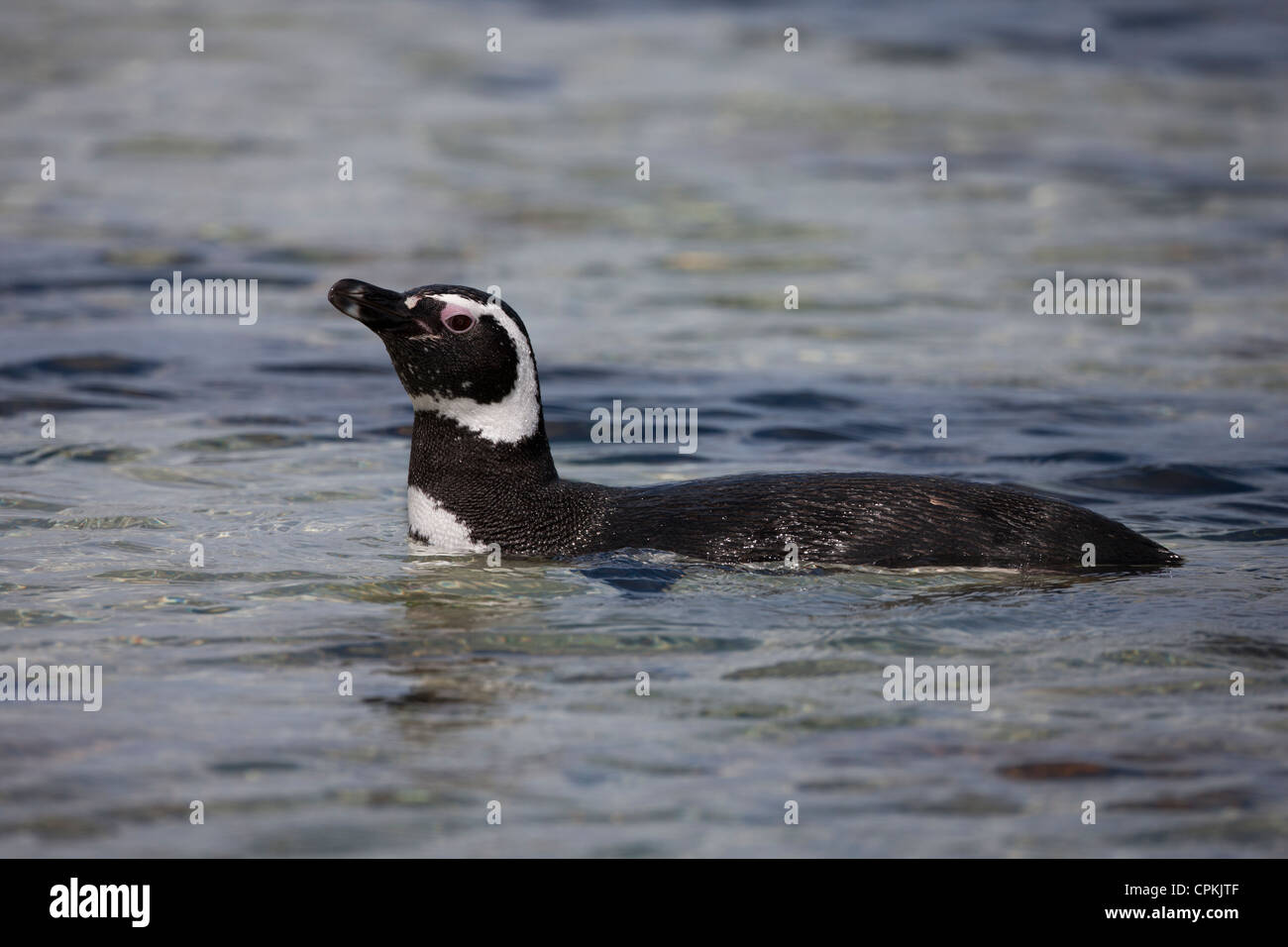 Magellanic Penguin (Spheniscus magellanicus), adult, swimming in the ...