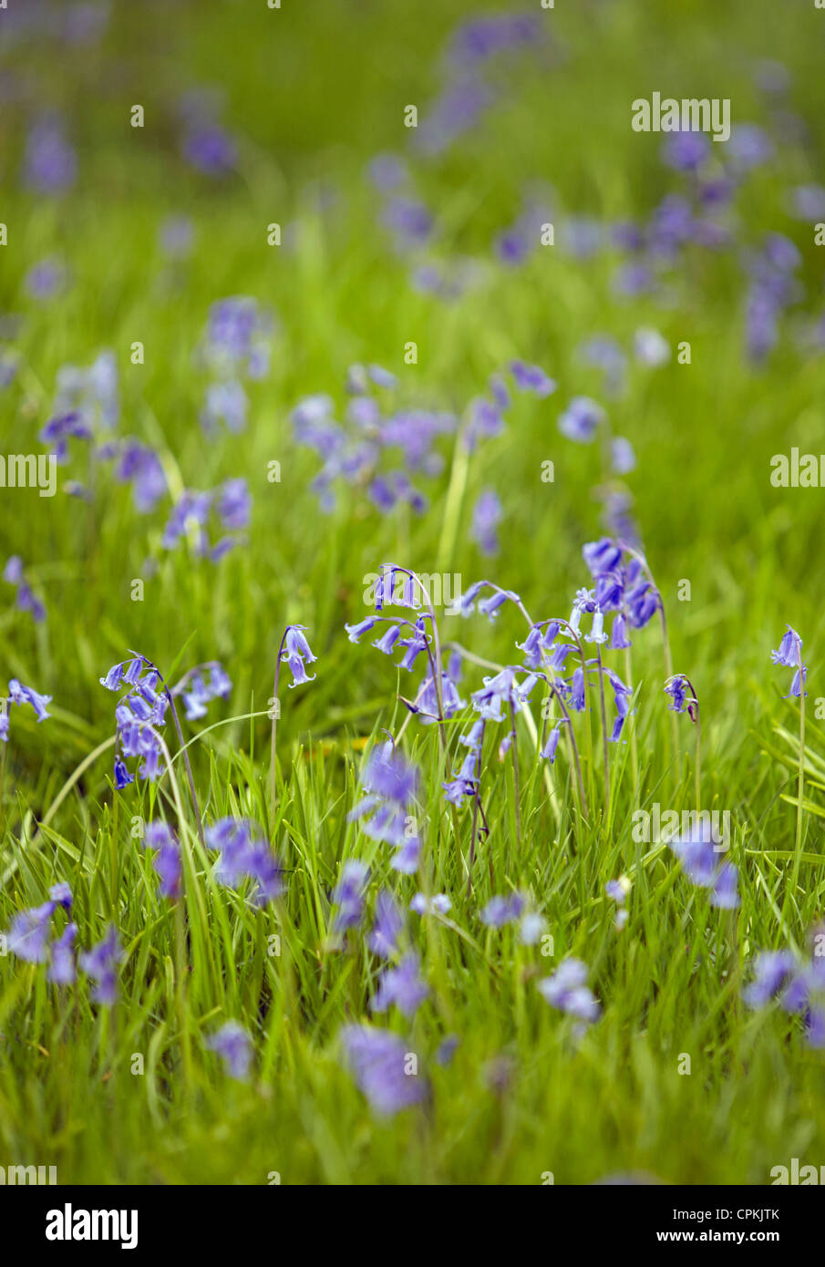 Surrey bluebell meadow Stock Photo - Alamy