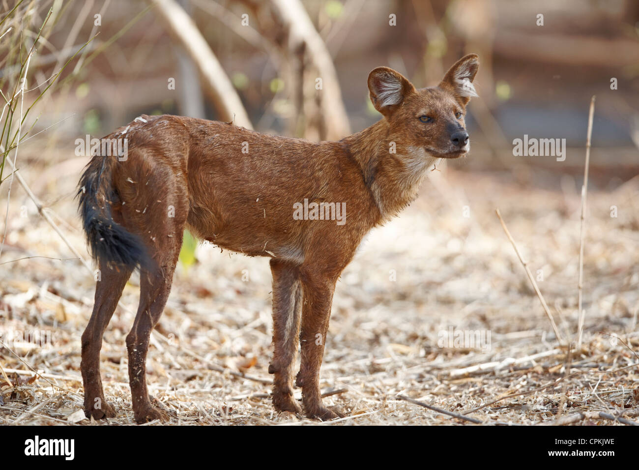 Wild Dog or Dhole at Tadoba Forest, India. (Cuon alpinus Stock Photo ...