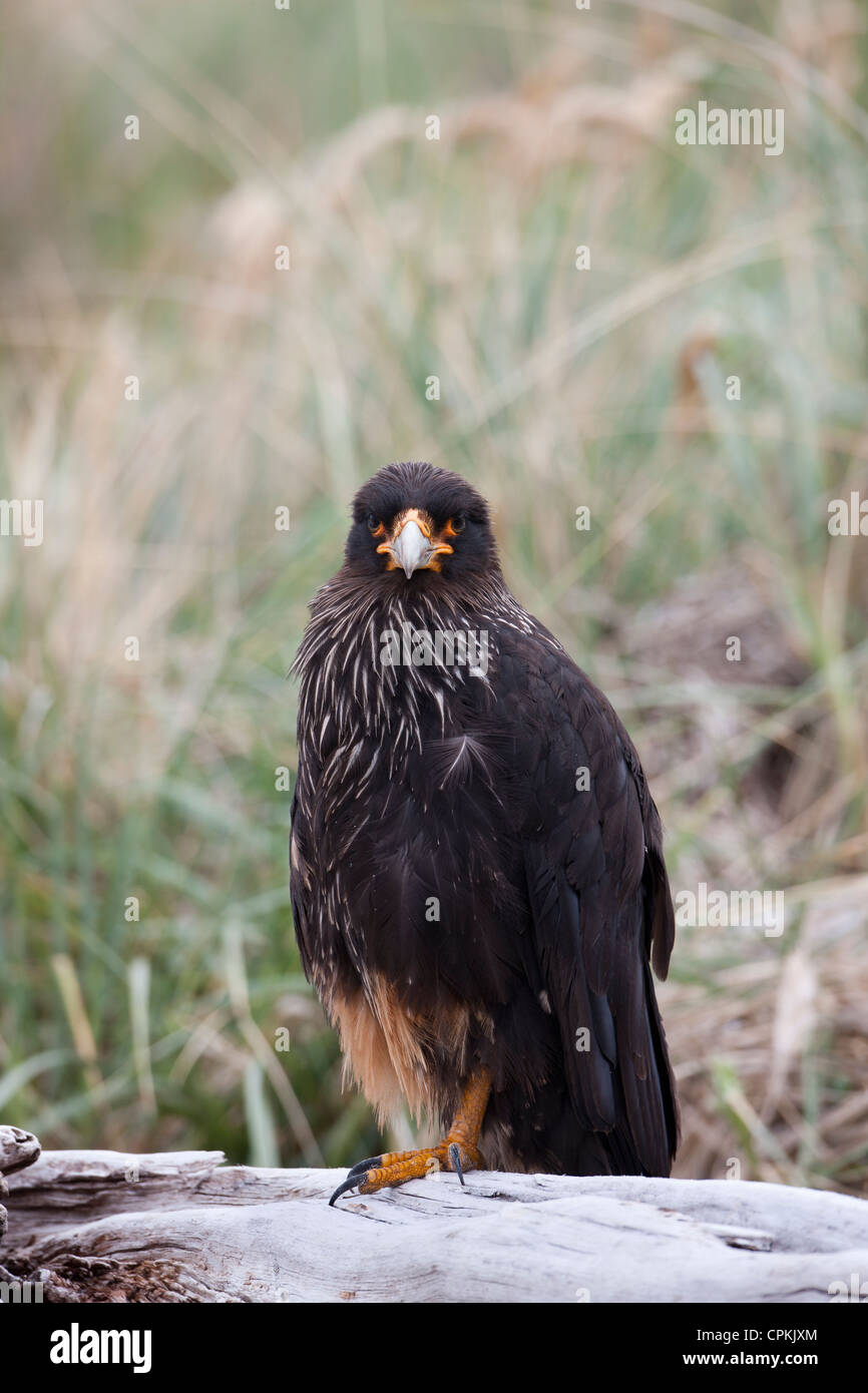 Caracara hawk hi-res stock photography and images - Alamy