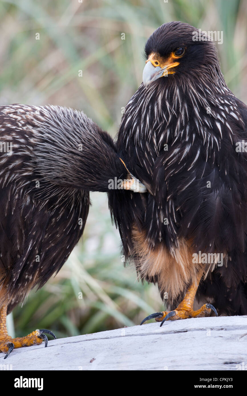 Striated Caracara (Phalcoboenus australis), a mated pair engaging in ...