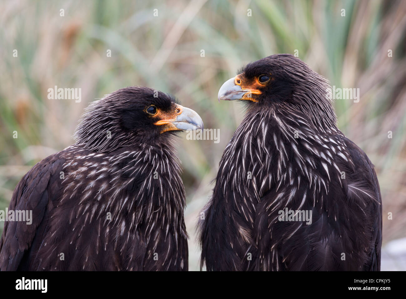 Male and female mated pair hi-res stock photography and images - Alamy
