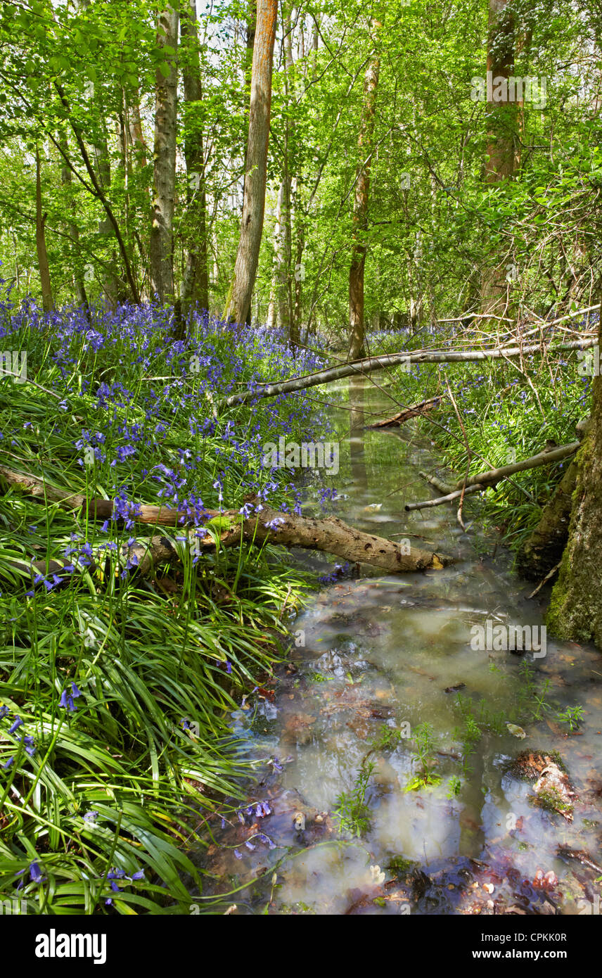 Woodland Stream High Resolution Stock Photography and Images - Alamy