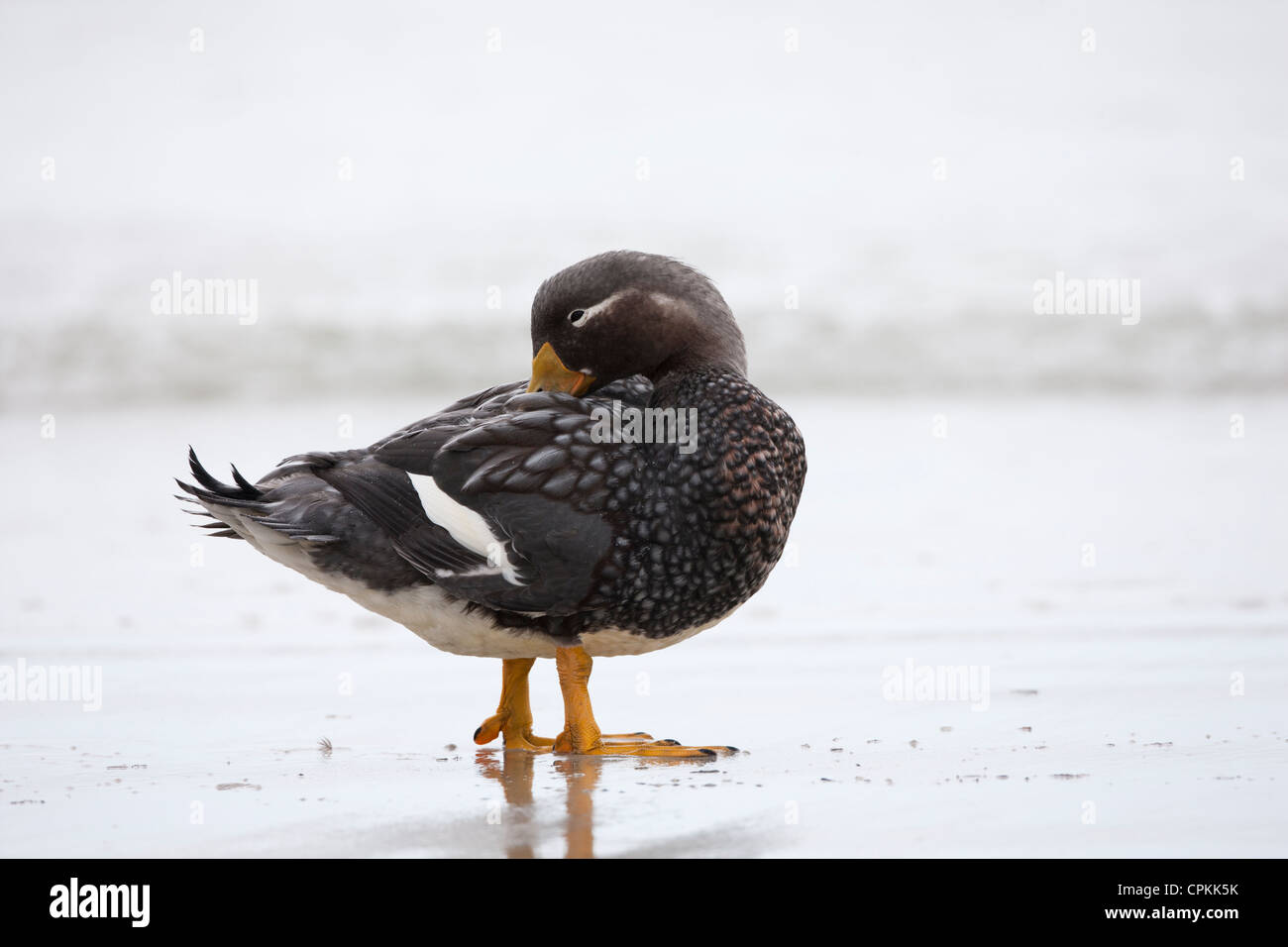 Falkland Steamer-Duck (Tachyeres brachypterus) female preening on a ...