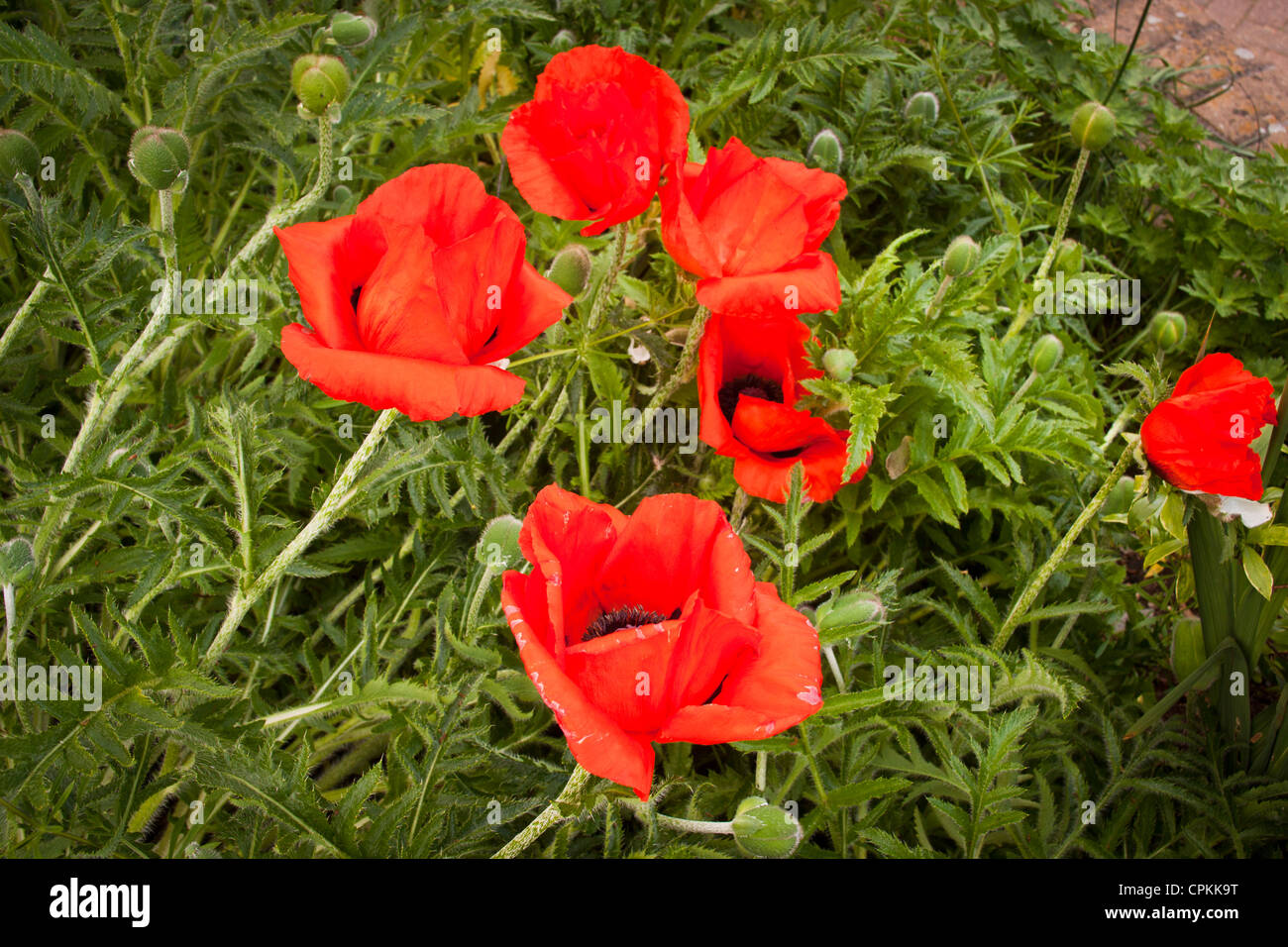 Papaver Orientale, giant red oriental poppy Stock Photo - Alamy