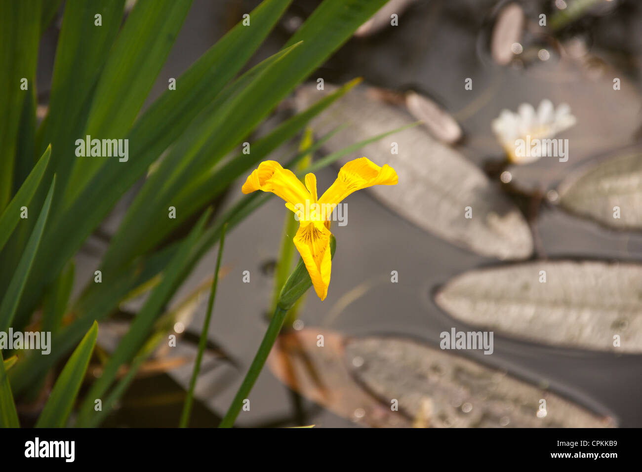 Yellow water Iris in ornamental pond Stock Photo - Alamy