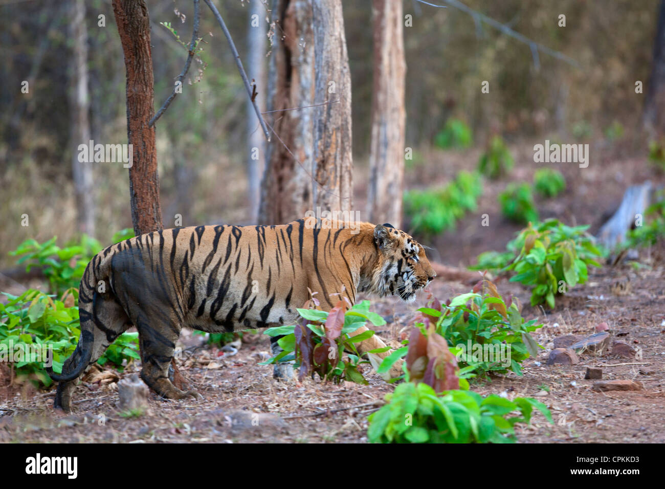 A huge dominant Wagdoh or Scarface male Tiger crossing the forest road ...