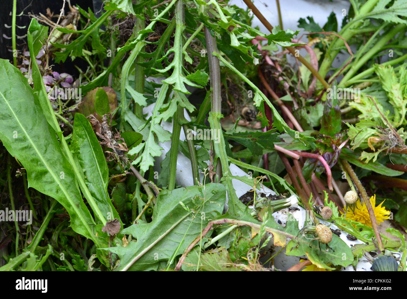 Unwanted plants weeds hi-res stock photography and images - Alamy