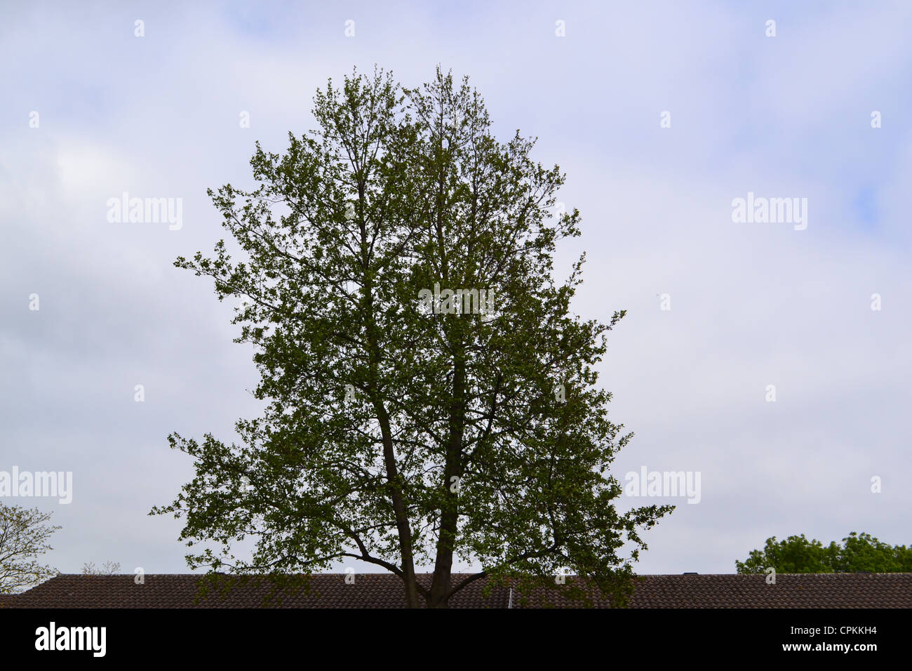 Creative picture of tree hi-res stock photography and images - Alamy