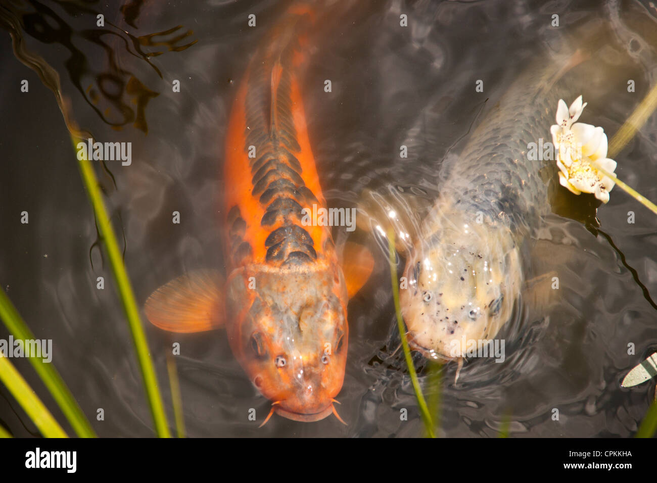 Garden water feature algae hi-res stock photography and images - Alamy