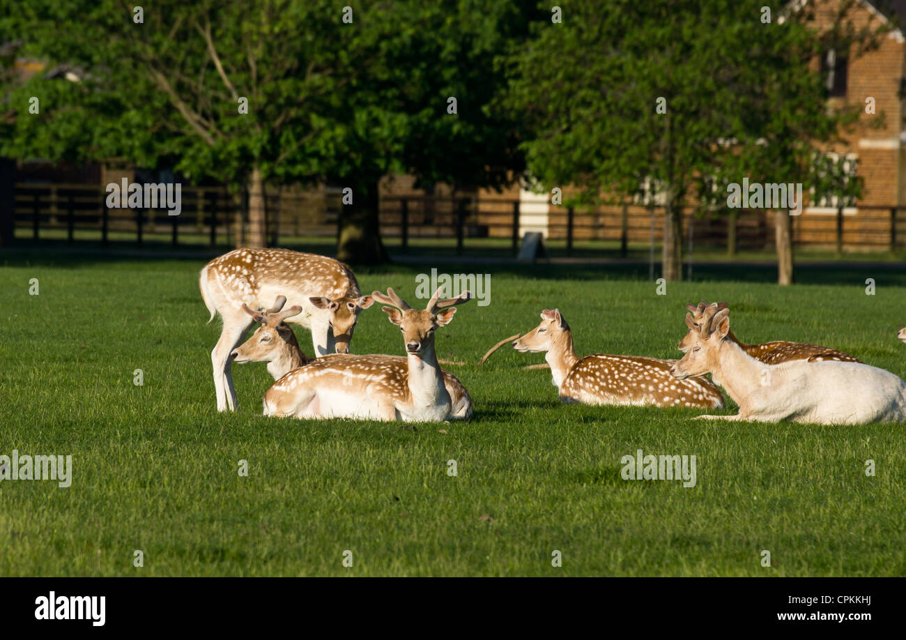 Fallow deer grazing and resting Dama dama Stock Photo - Alamy
