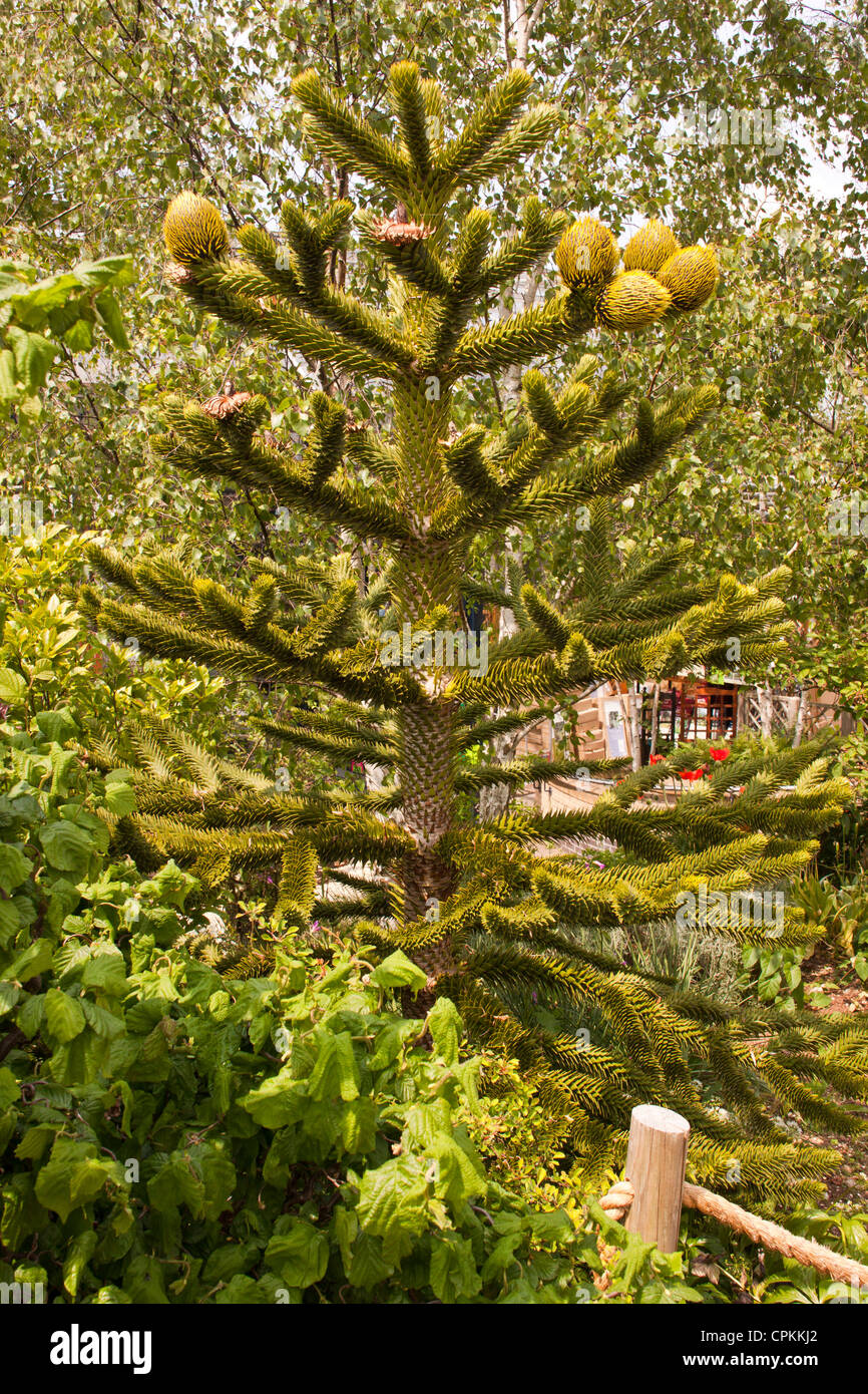 Araucaria araucana, Monkey puzzle tree with female cones ready for ...