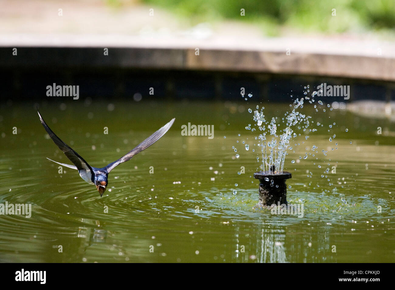Swallow catching a water droplet from a garden fountain mid-fight Stock ...
