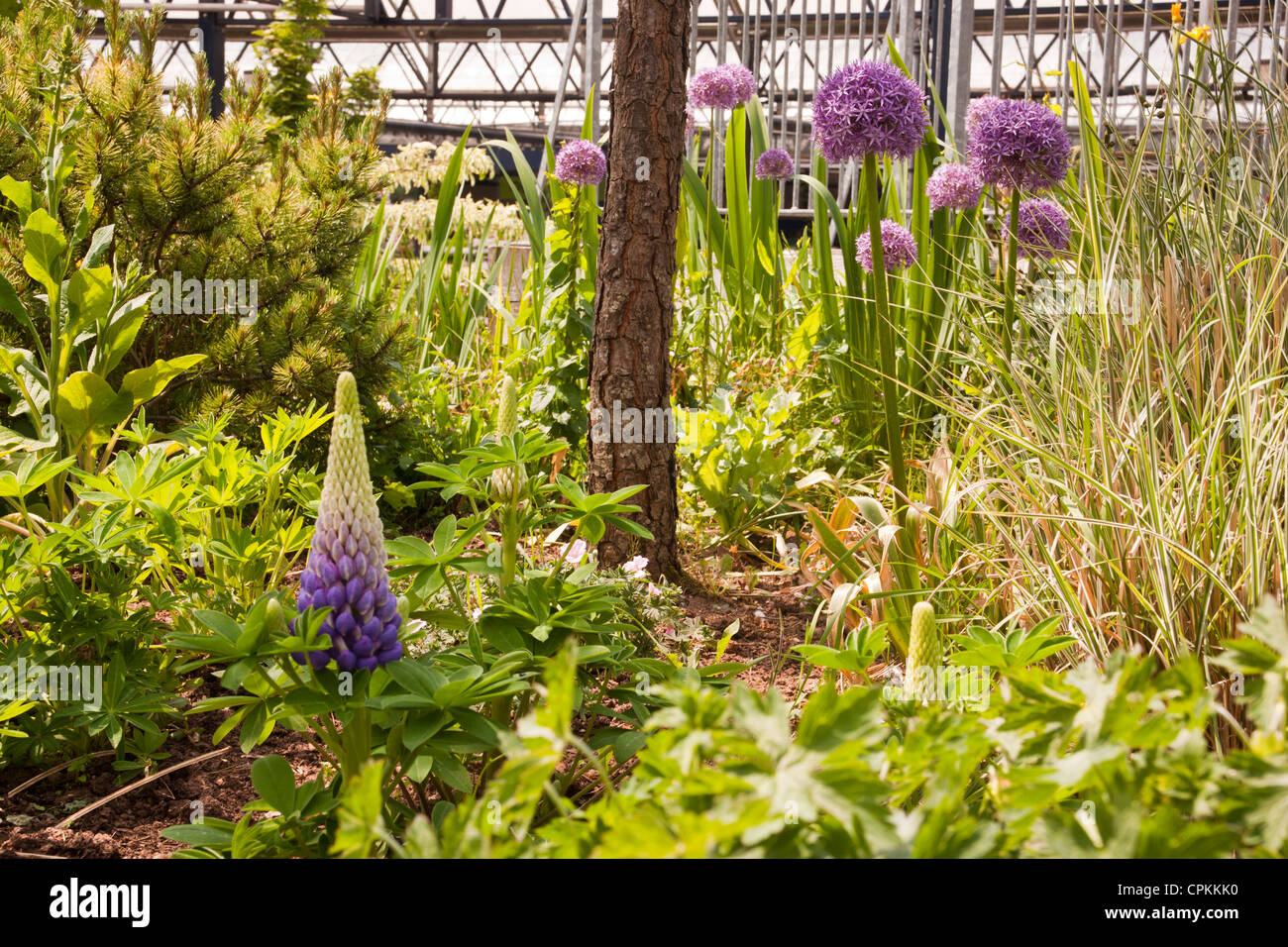 Lupinus, lupins lupines is a genus in the legume family (Fabaceae Stock ...