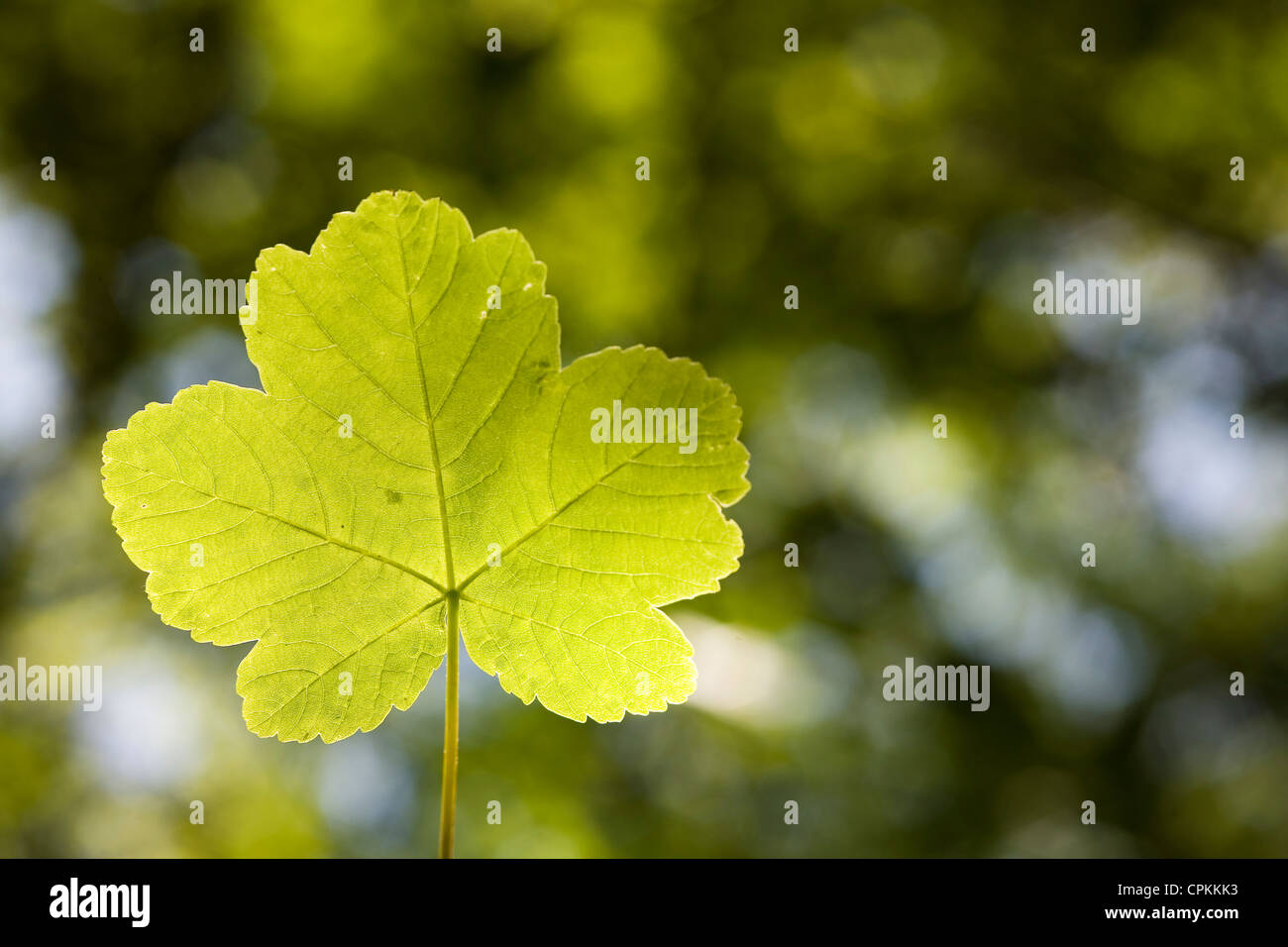 Single green Sycamore leaf Stock Photo - Alamy