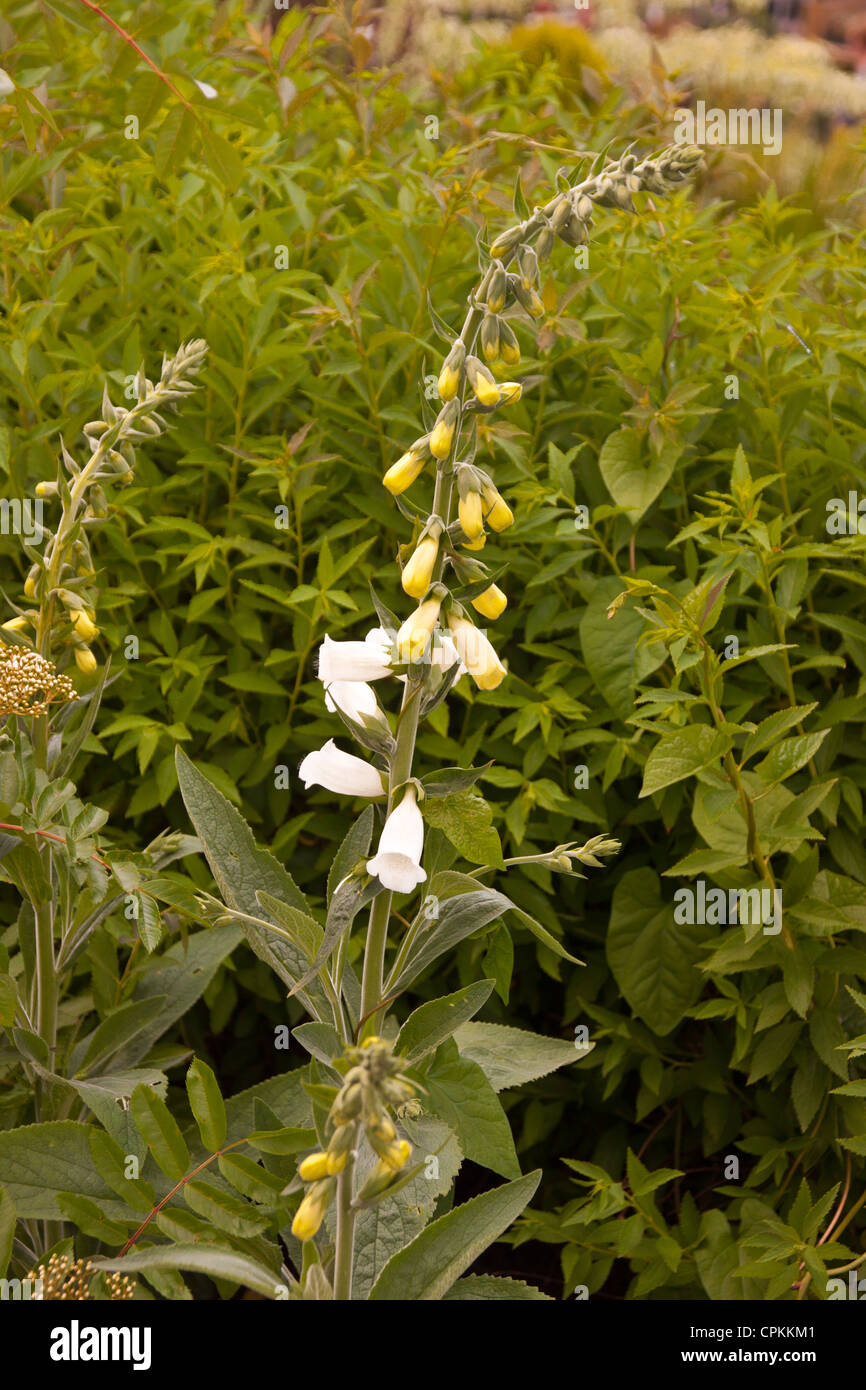Foxglove "Digitalis" in white and yellow on same plant Stock Photo - Alamy