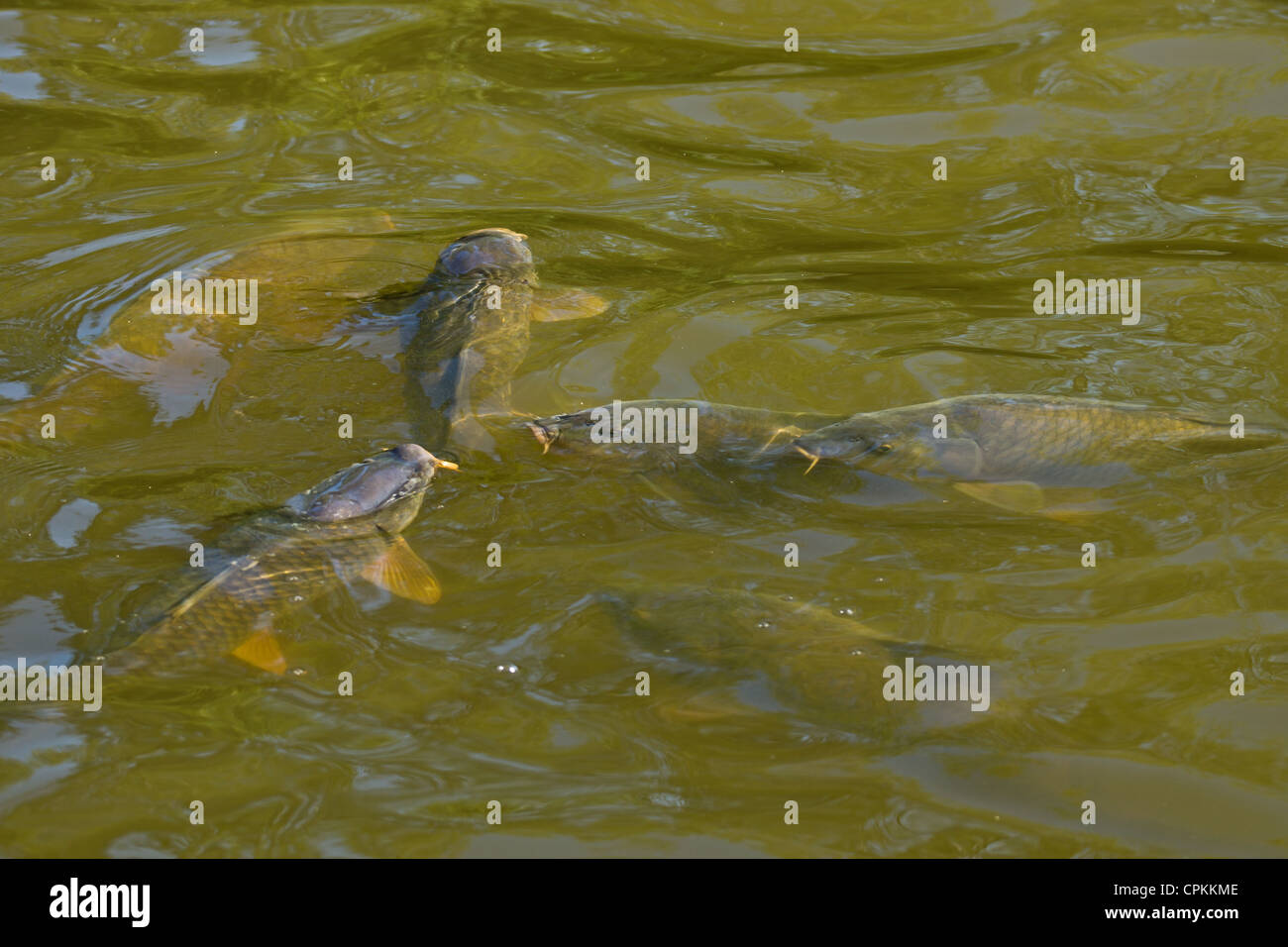 Carp coming to the surface in the hot weather Stock Photo - Alamy