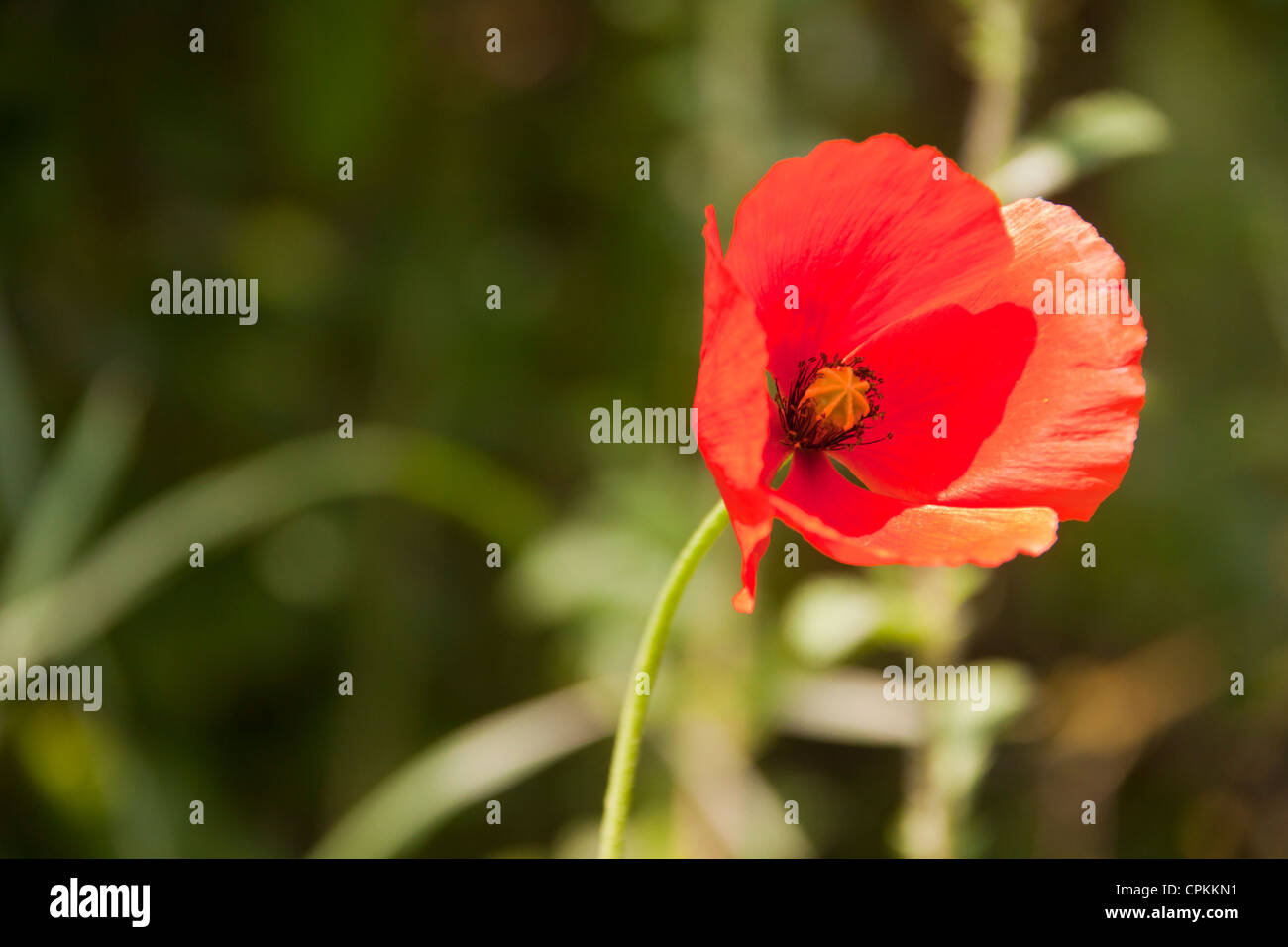 Papaver Orientale, giant red oriental poppy Stock Photo - Alamy
