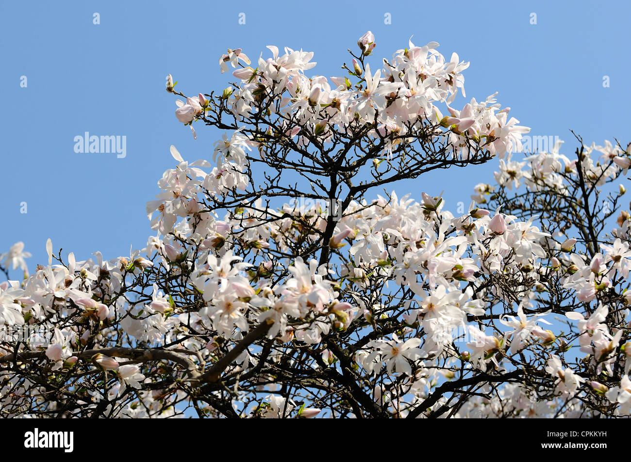 Magnolia grandiflora blossoms hi-res stock photography and images - Alamy