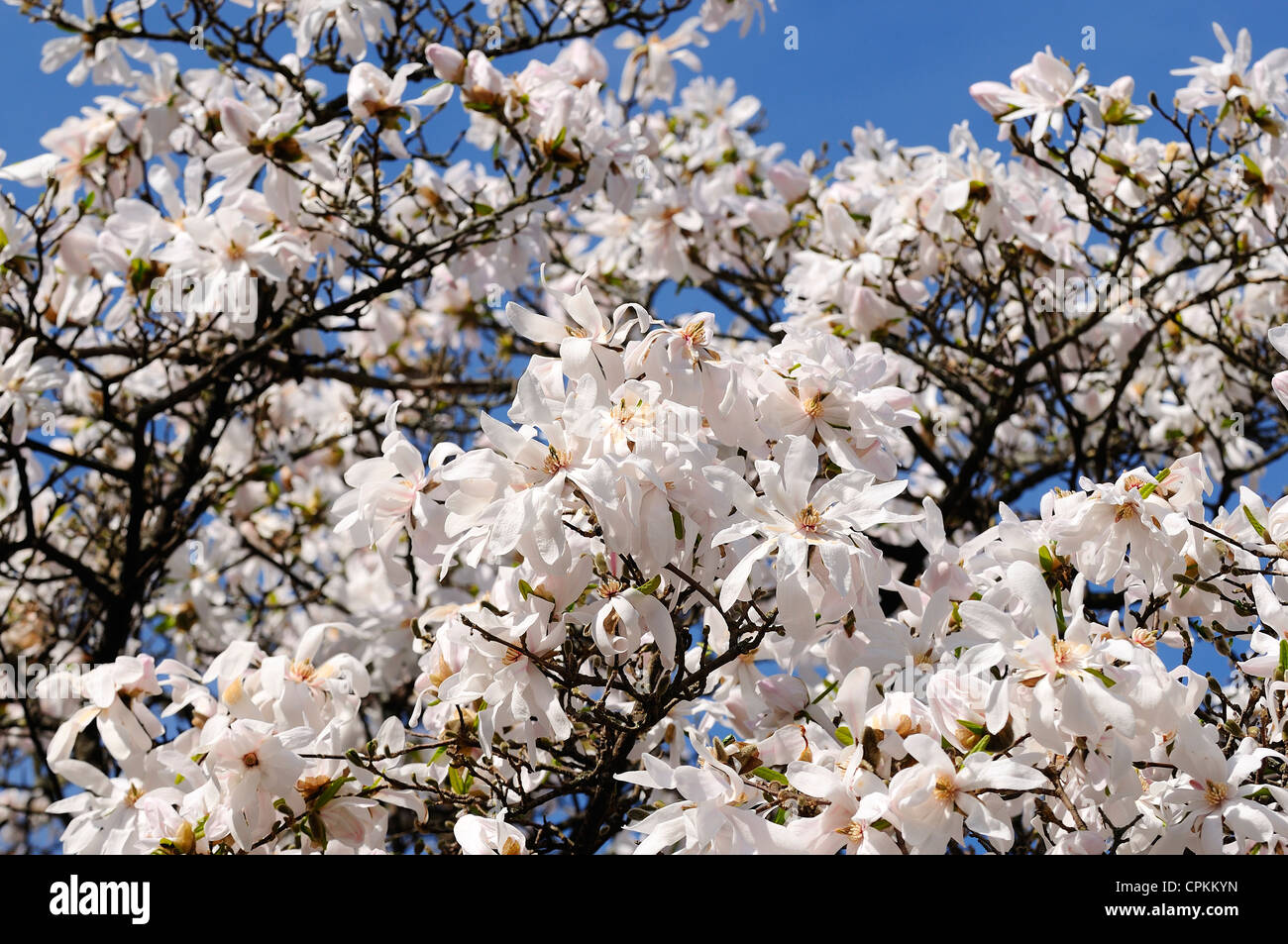 Magnolia grandiflora blossoms hi-res stock photography and images - Alamy