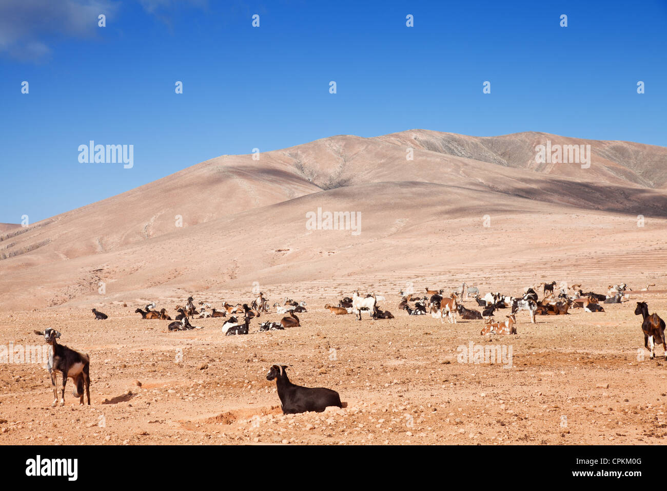 Canary goats hi-res stock photography and images - Alamy