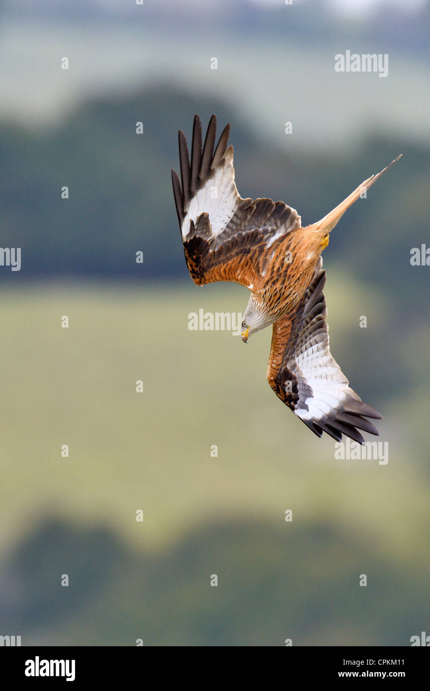 Trees flying flight air wings wing detail feather feathers hi-res stock ...