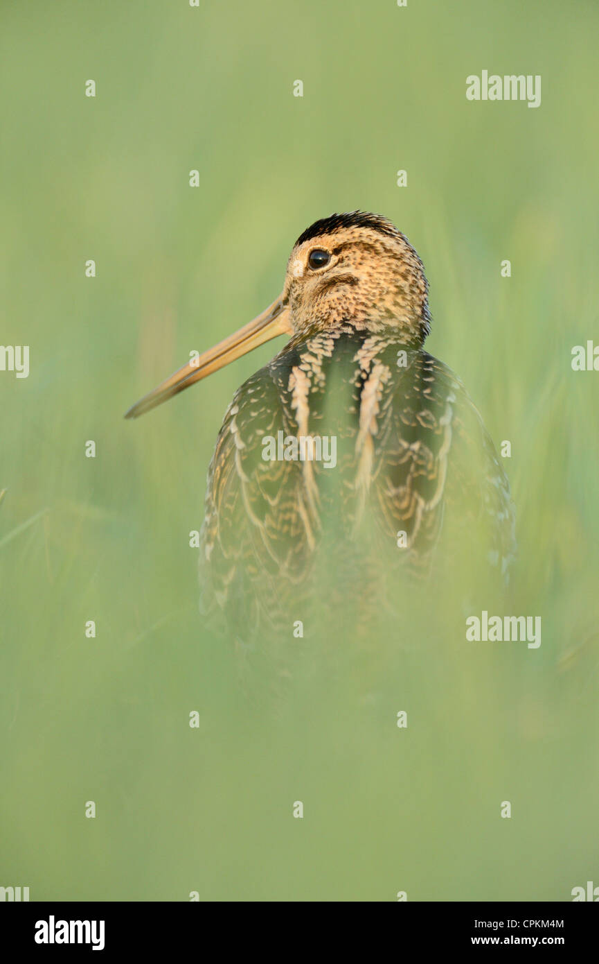 Great snipe gallinago media hi-res stock photography and images - Alamy