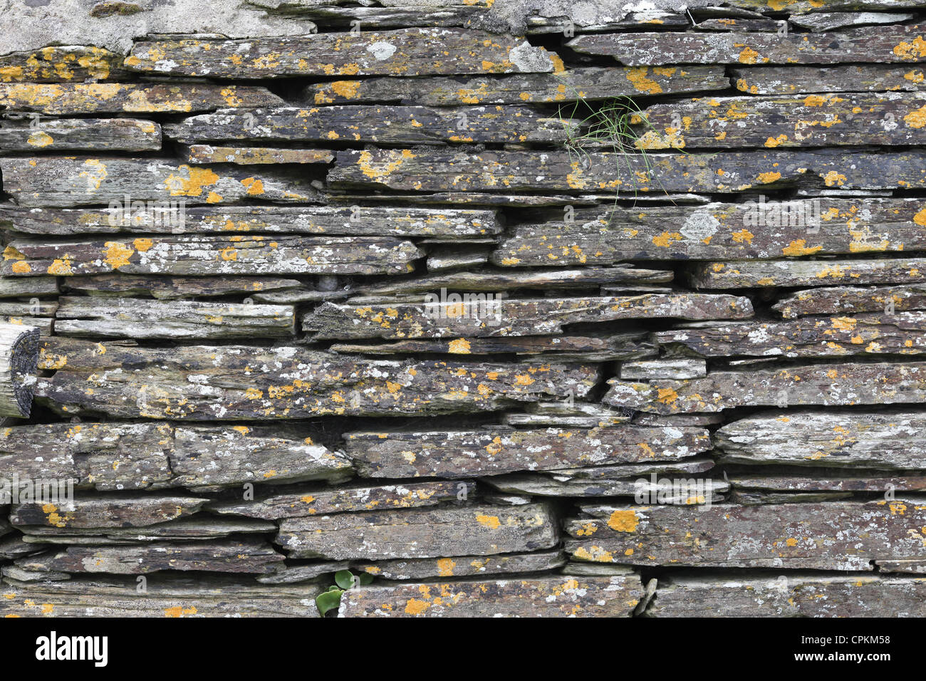 Cornish slate wall on the coastal path between Tintagel and Trebarwith ...