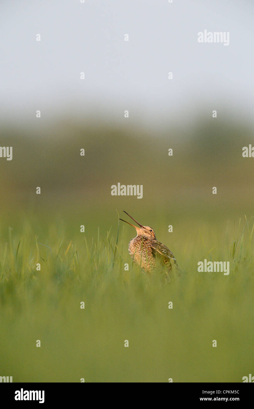Great Snipe High Resolution Stock Photography and Images - Alamy