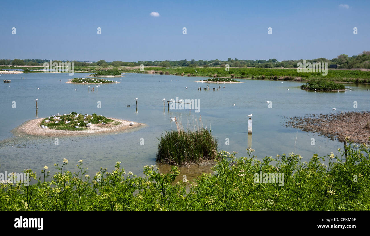 Titchfield Haven National Nature Reserve, Hampshire, England, UK Stock ...