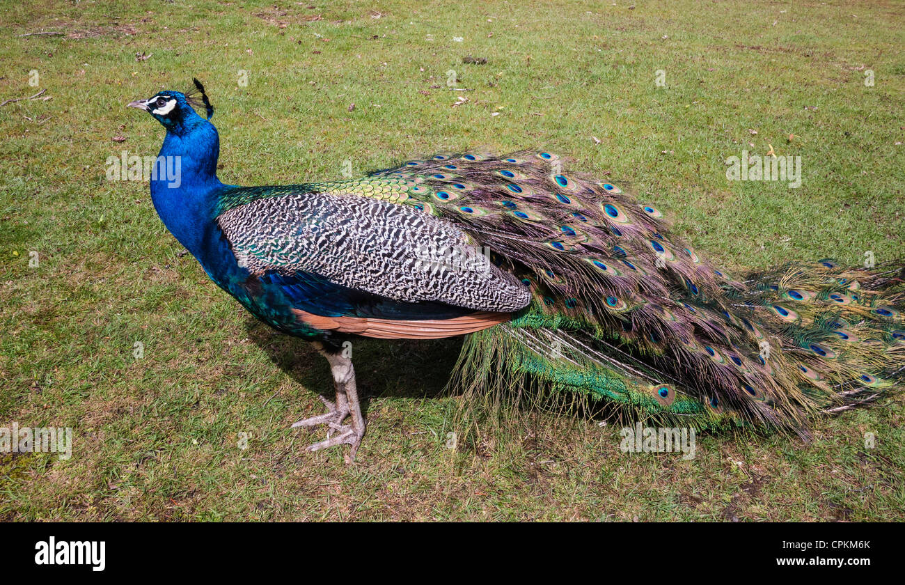 Peacock, standing on lawn, Dorset, England, UK Stock Photo - Alamy