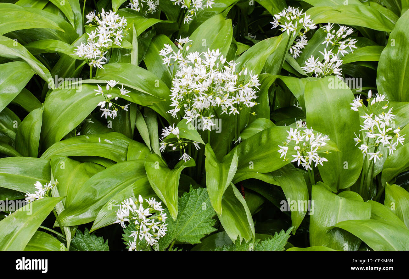 Ramsons, Wild Garlic, (Allium ursinum), flowering and growing wild in ...