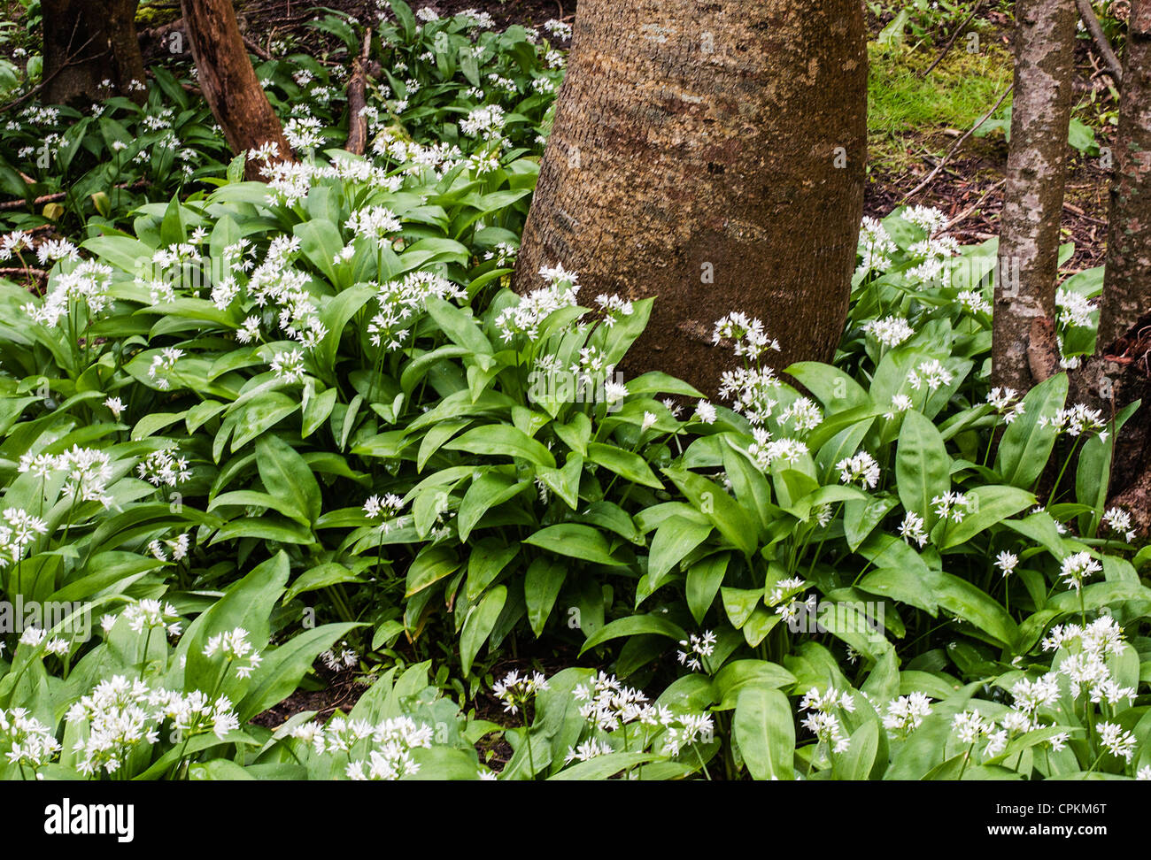Ramsons, Wild Garlic, (Allium ursinum), flowering and growing wild in ...
