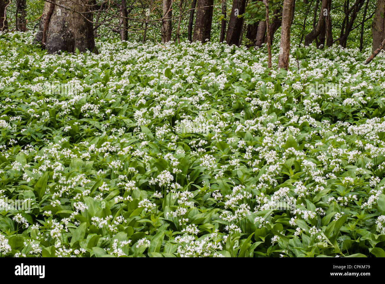 Ramsons, Wild Garlic, (Allium ursinum), flowering and growing wild in ...